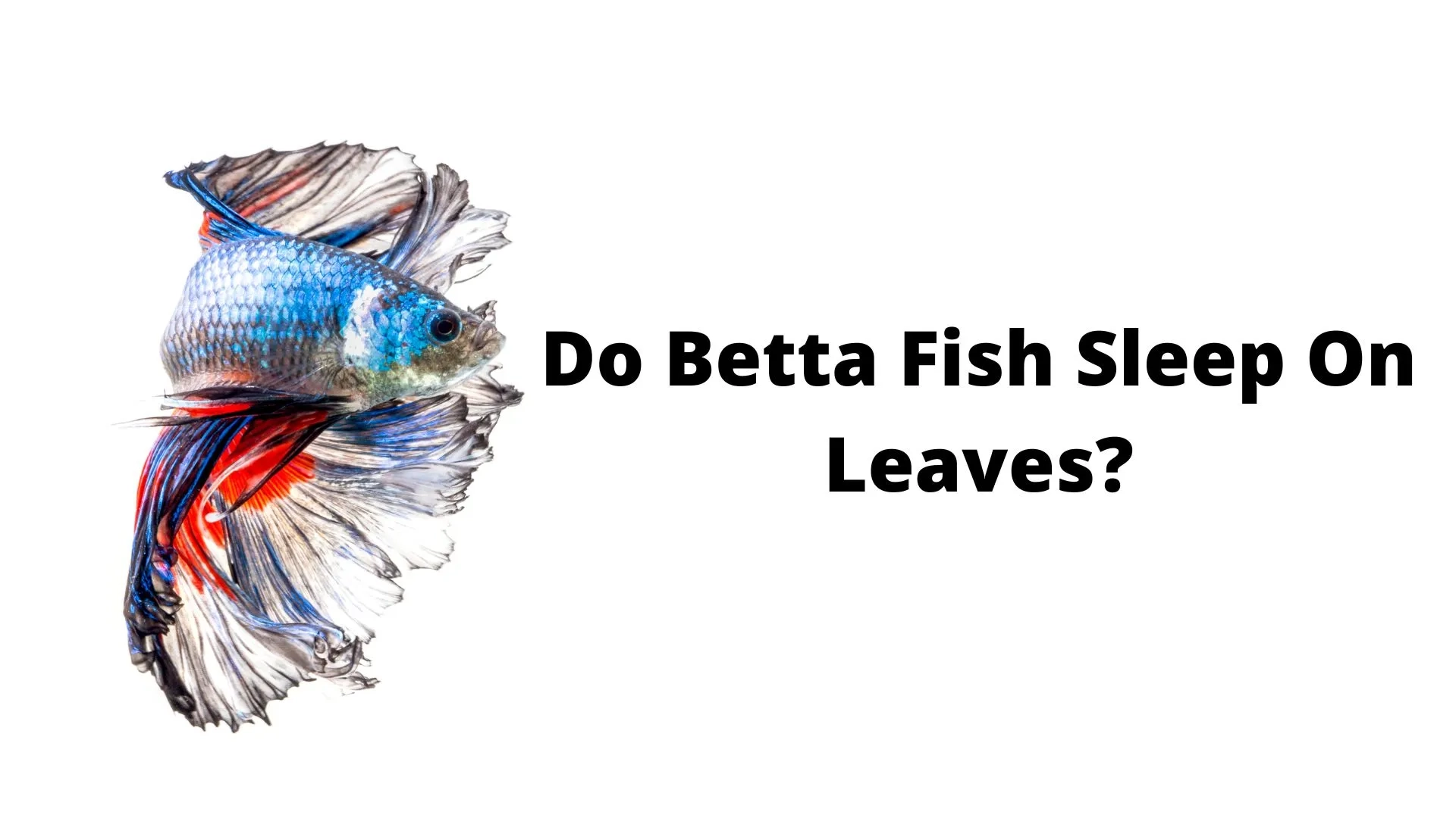 Do Betta Fish Sleep? Find Out In This Betta Fish Sleep Guide