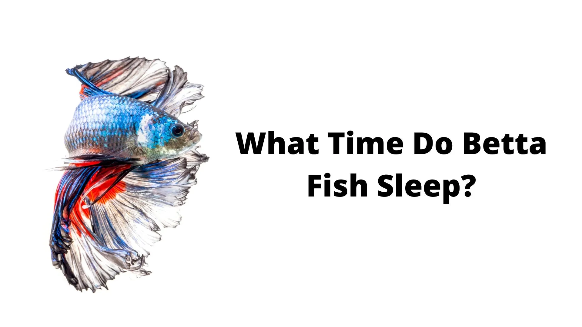 Do Betta Fish Sleep? Find Out In This Betta Fish Sleep Guide
