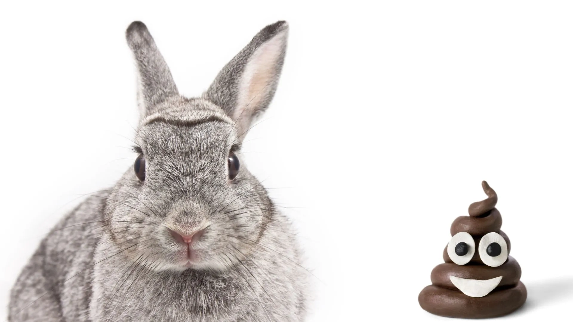 Rabbit Poop - Here’s Everything You Need to Know About It