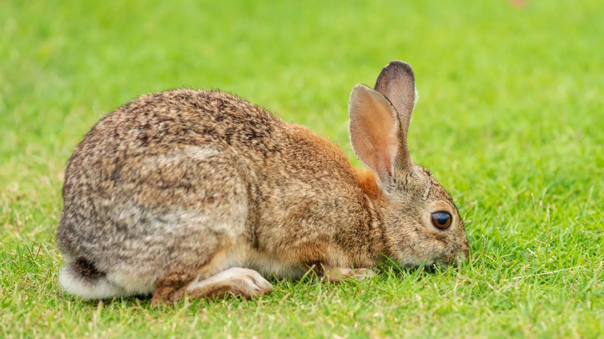 Rabbit Poop - Here’s Everything You Need to Know About It